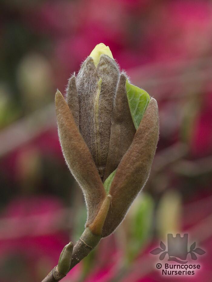 Magnolia Denudata 'Yellow River' from Burncoose Nurseries