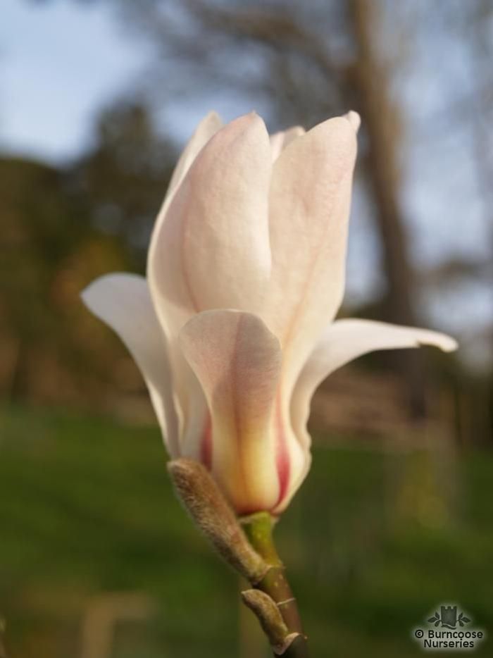 Magnolia Zenii 'Pink Parchment' from Burncoose Nurseries