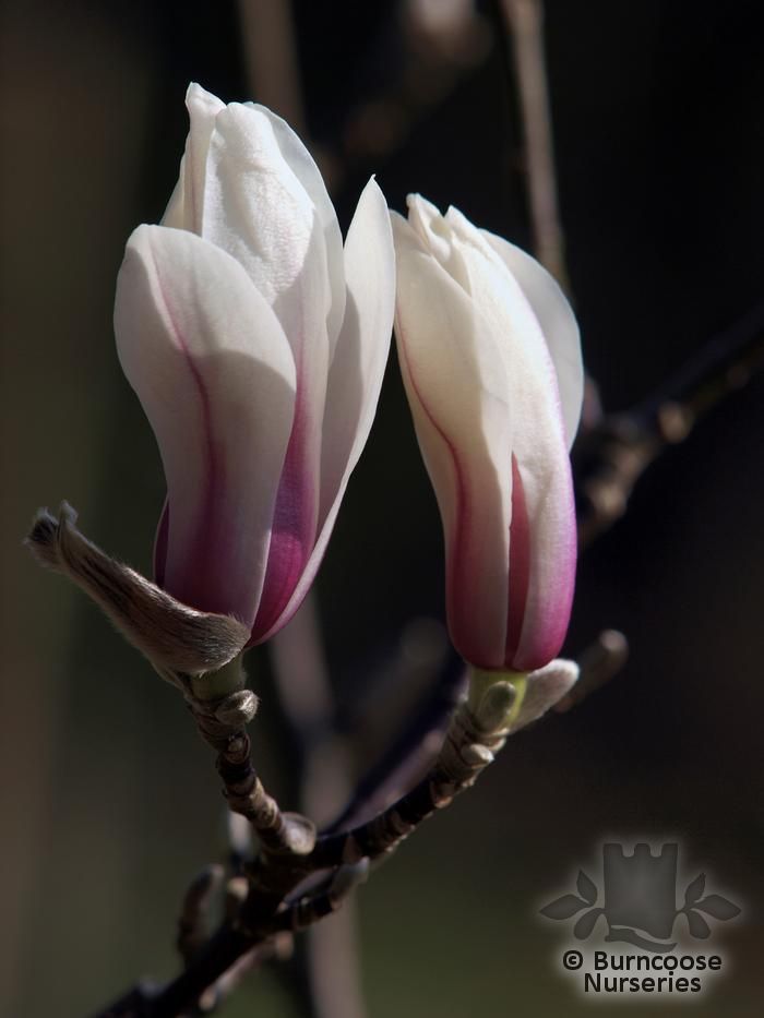 Magnolia Zenii from Burncoose Nurseries