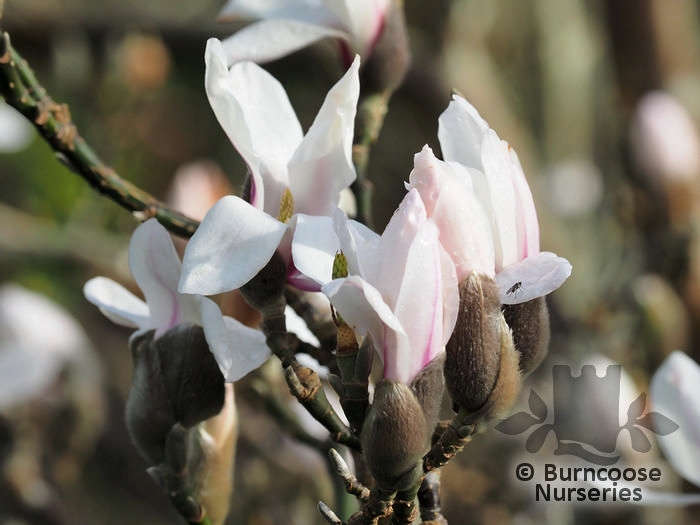 Magnolia Zenii from Burncoose Nurseries