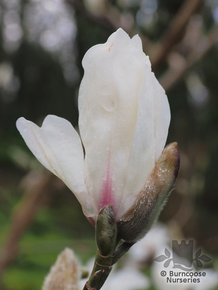 Magnolia Zenii 'Pink Parchment' from Burncoose Nurseries