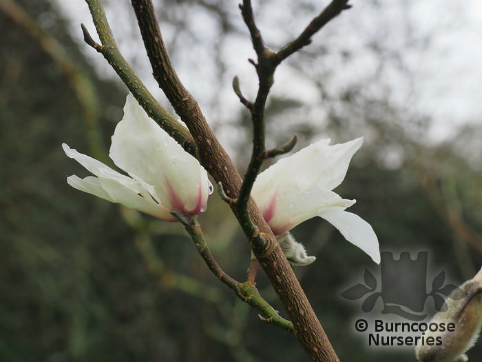 Magnolia Zenii 'Pink Parchment' from Burncoose Nurseries