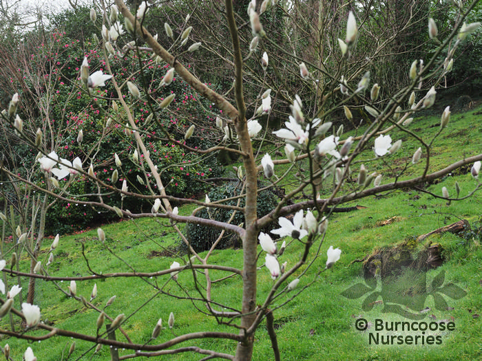 Magnolia Zenii 'Pink Parchment' from Burncoose Nurseries