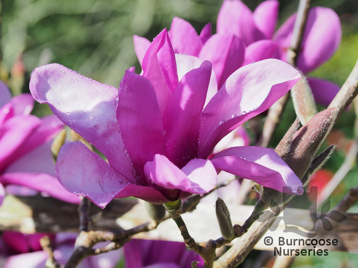 Magnolia 'Apollo' from Burncoose Nurseries