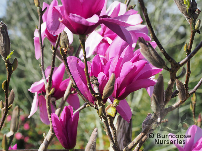 Magnolia 'Apollo' from Burncoose Nurseries