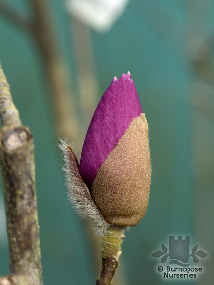 Magnolia 'Sweet Merlot' from Burncoose Nurseries