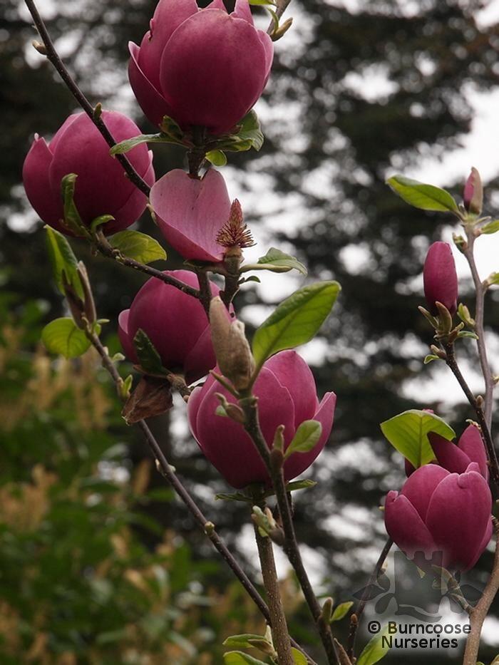 Magnolia 'Sweet Valentine' from Burncoose Nurseries