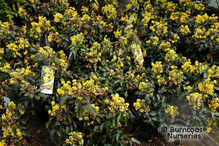 Mahonia Aquifolium 'Apollo' from Burncoose Nurseries
