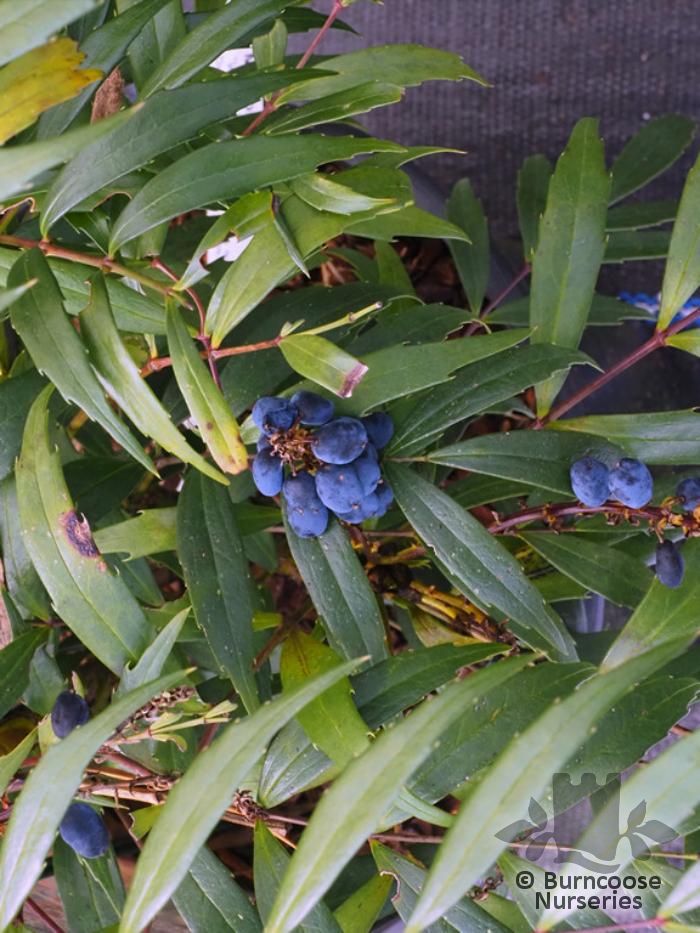 Mahonia 'Volcano' from Burncoose Nurseries