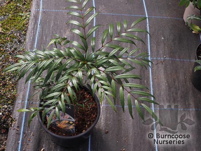 Mahonia 'Volcano' from Burncoose Nurseries