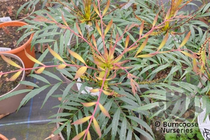 Mahonia 'Volcano' from Burncoose Nurseries