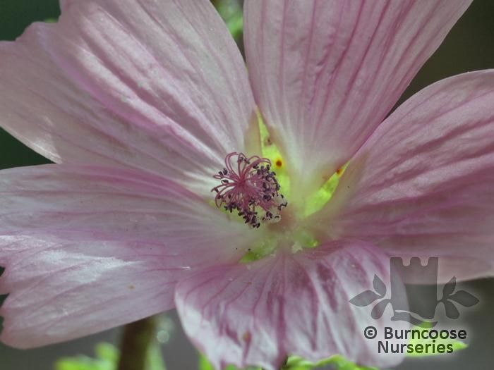 Malva Moschata from Burncoose Nurseries