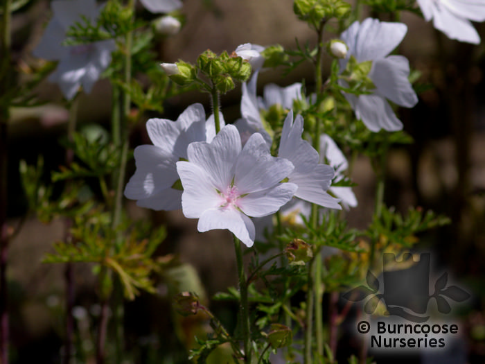 Malva from Burncoose Nurseries