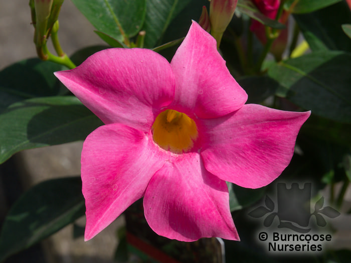 Buy Mandevilla Splendens plants from Burncoose Nurseries