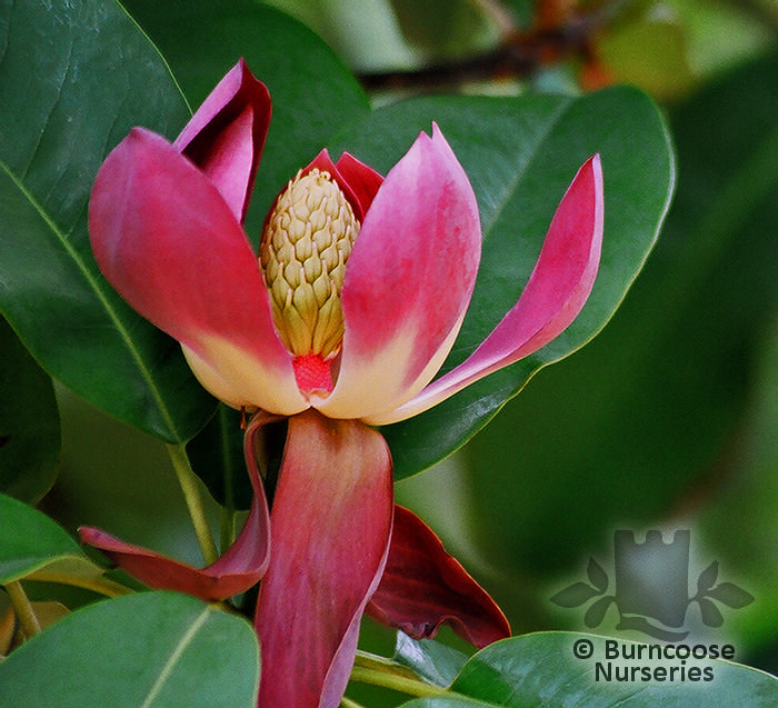 Manglietia from Burncoose Nurseries