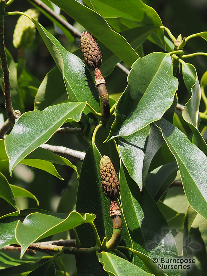 Magnolia Insignis from Burncoose Nurseries
