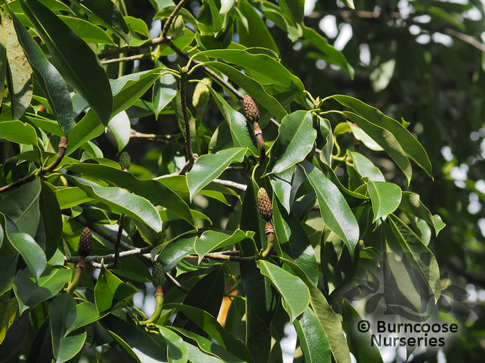 Magnolia Insignis from Burncoose Nurseries