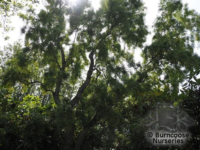 Maytenus from Burncoose Nurseries