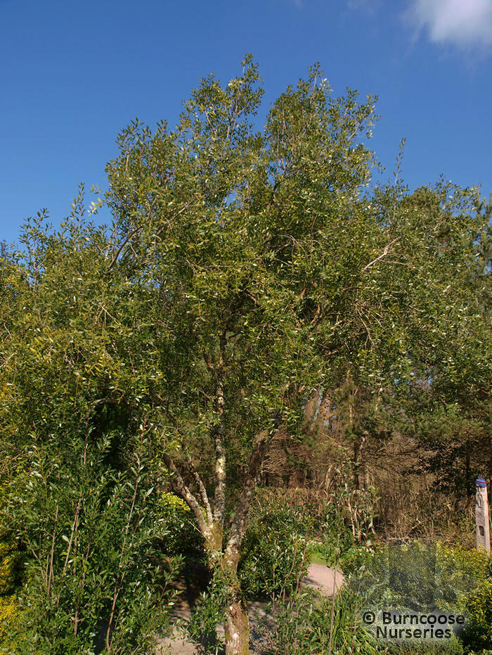 Maytenus from Burncoose Nurseries