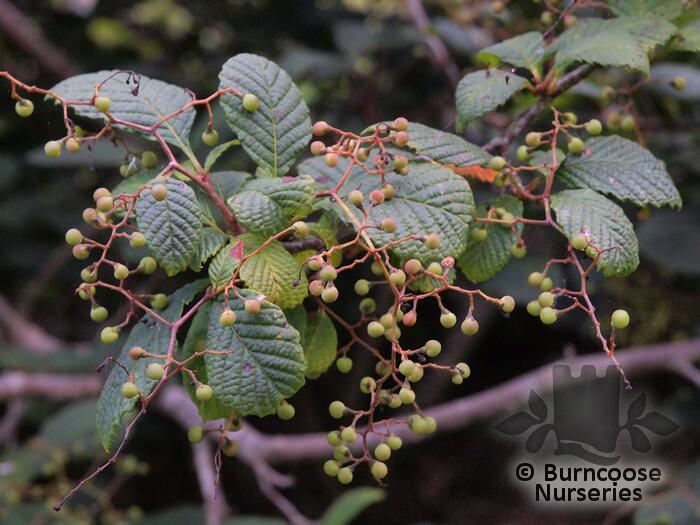 Meliosma Dilleniifolia Subsp. Cuneifolia from Burncoose Nurseries
