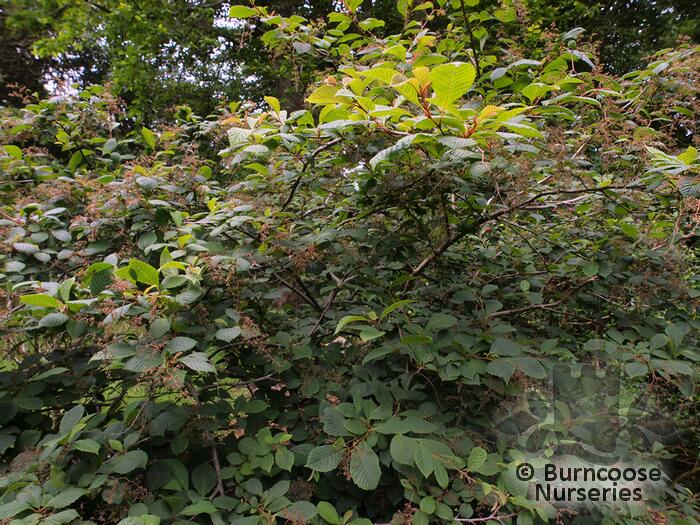 Meliosma from Burncoose Nurseries