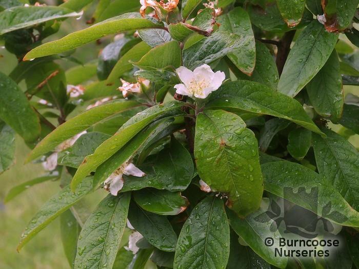 Mespilus Germanica 'Nottingham' from Burncoose Nurseries