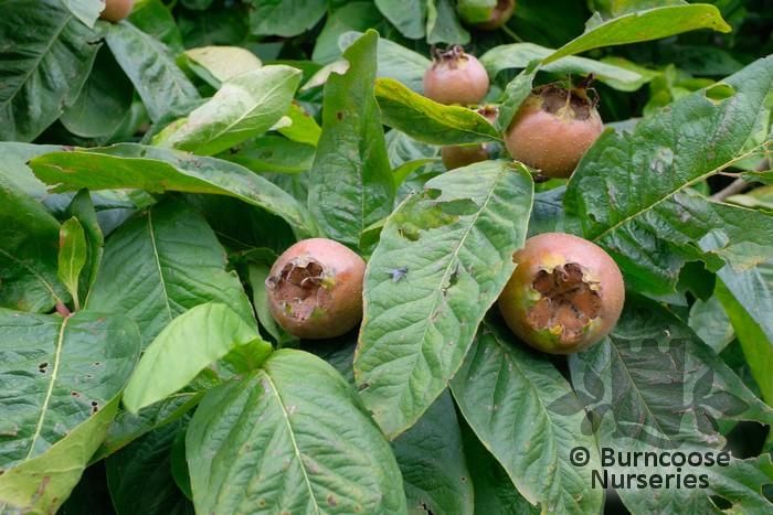 Mespilus Germanica 'Nottingham' from Burncoose Nurseries