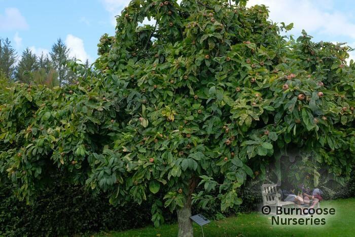 Mespilus Germanica 'Nottingham' from Burncoose Nurseries