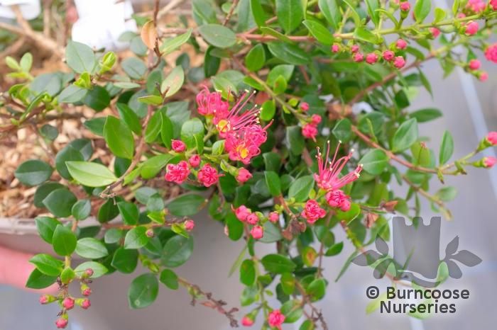 Metrosideros Carminea 'Ferris Wheel' from Burncoose Nurseries