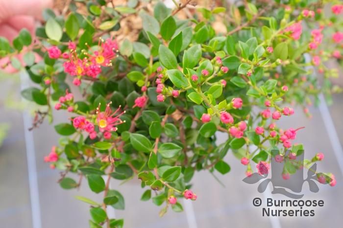 Metrosideros Carminea 'Ferris Wheel' from Burncoose Nurseries