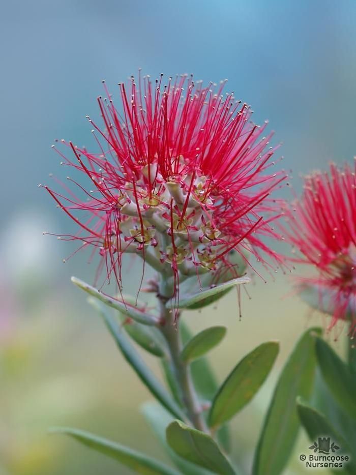 Metrosideros Excelsa from Burncoose Nurseries