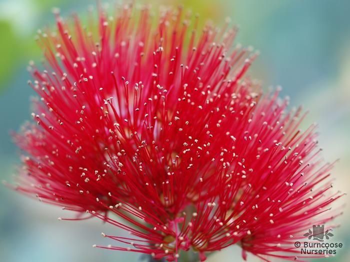Metrosideros Excelsa from Burncoose Nurseries