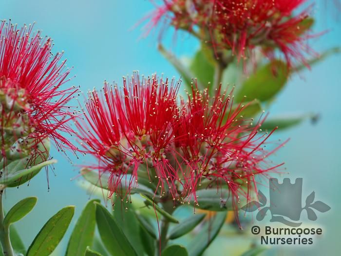 Metrosideros Excelsa from Burncoose Nurseries