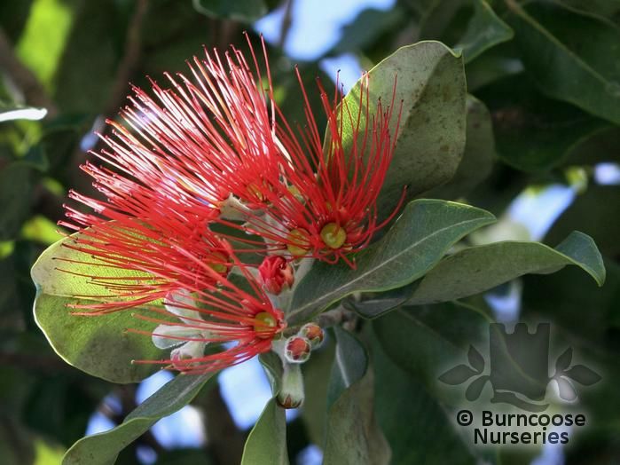 Metrosideros Excelsa 'Parnell' from Burncoose Nurseries