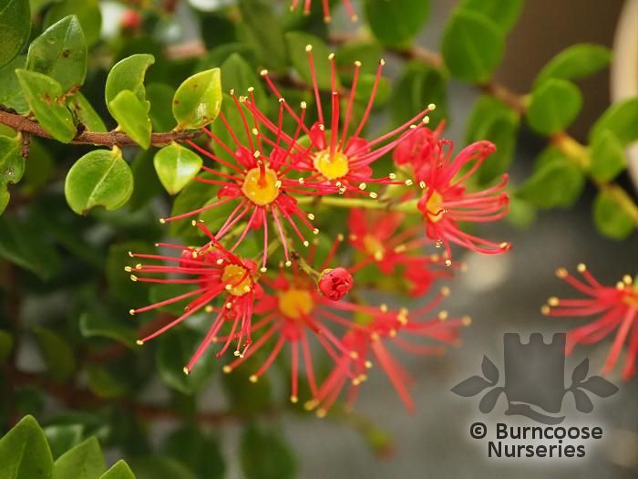 Metrosideros Carminea 'Ferris Wheel' from Burncoose Nurseries