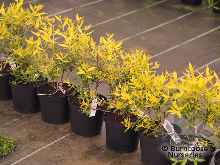 Metrosideros Umbellata 'Gold Nugget' from Burncoose Nurseries
