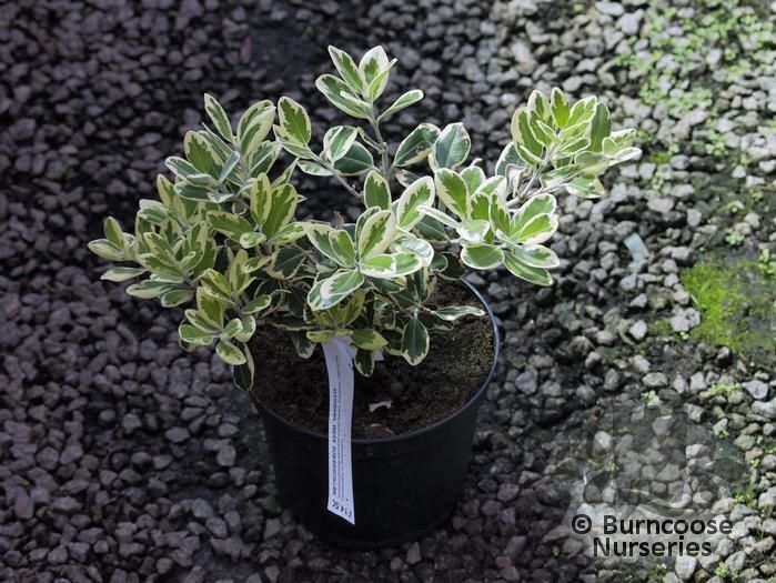 Metrosideros from Burncoose Nurseries