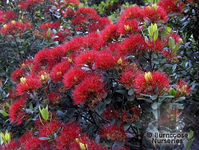 Metrosideros from Burncoose Nurseries