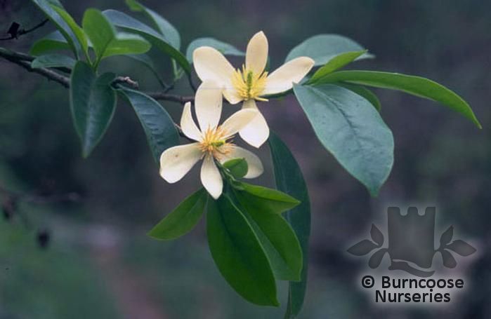 Michelia from Burncoose Nurseries - Page 1