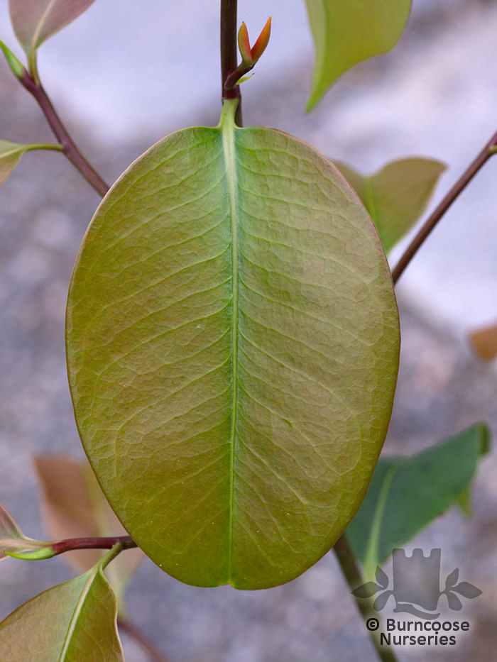 Michelia from Burncoose Nurseries
