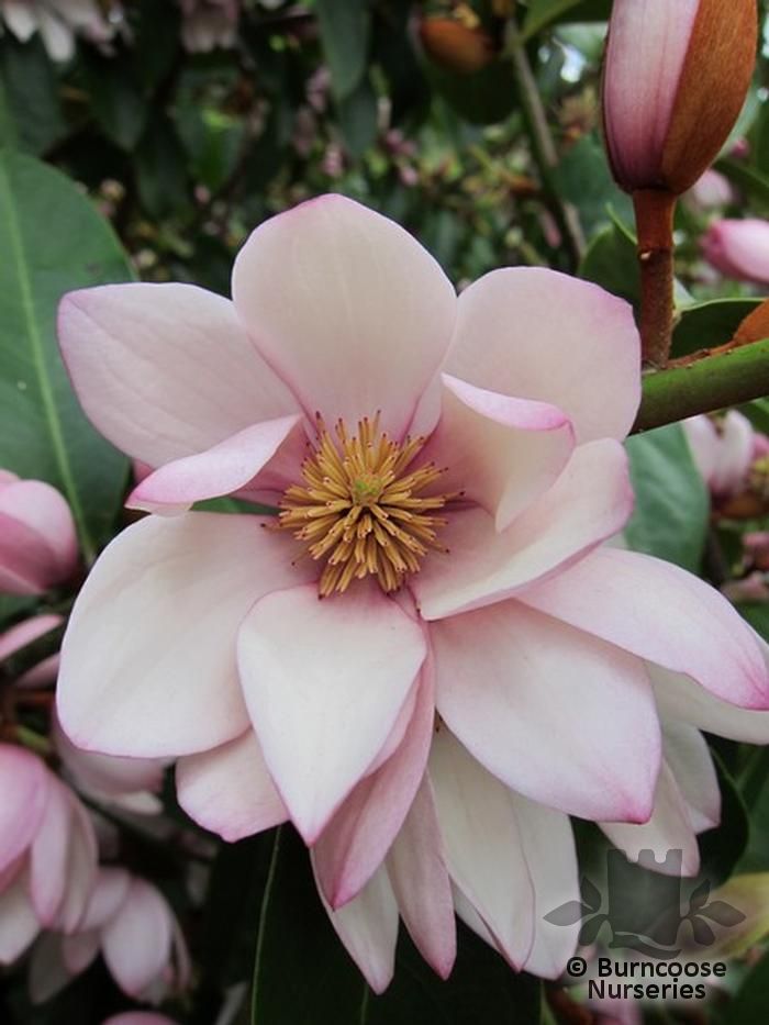 Michelia from Burncoose Nurseries - Page 1