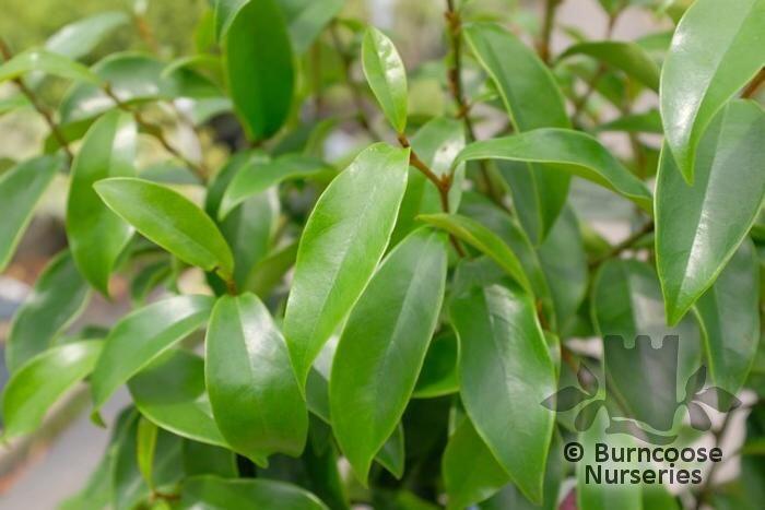 Michelia Figo 'Stellar Ruby' from Burncoose Nurseries