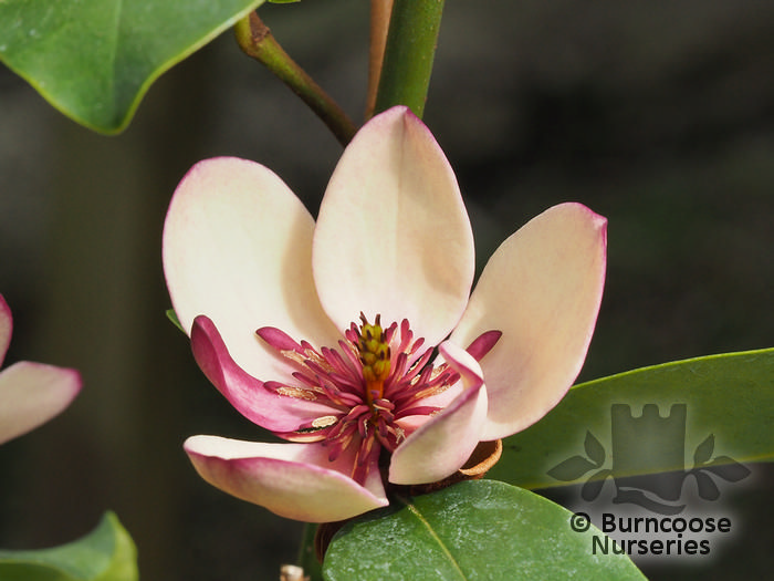Michelia 'White Caviar' from Burncoose Nurseries
