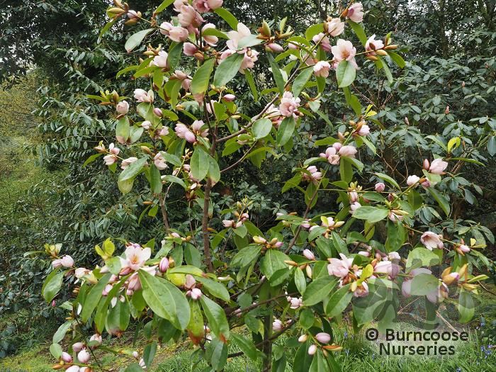 Michelia 'Fairy Blush' from Burncoose Nurseries