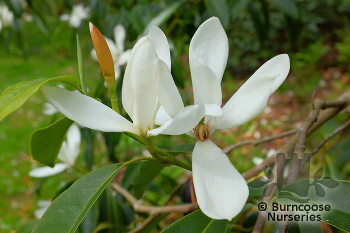 Michelia from Burncoose Nurseries