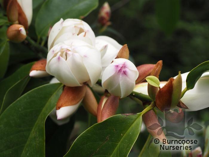 Michelia Maudiae 'Touch Of Pink' from Burncoose Nurseries