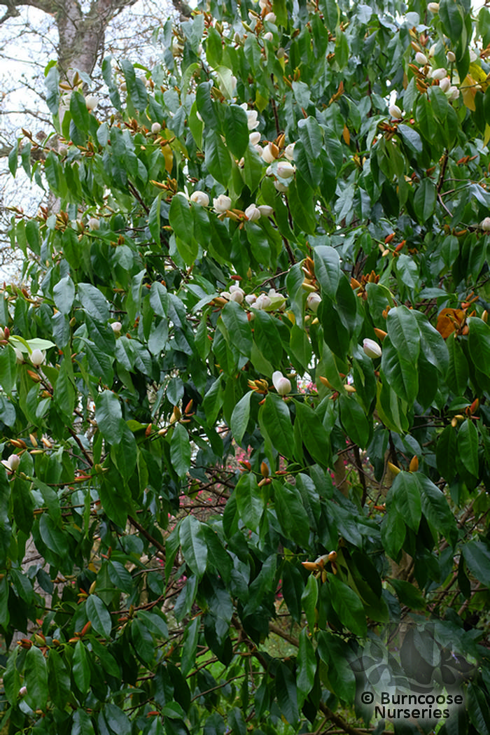 Michelia Maudiae 'Touch Of Pink' from Burncoose Nurseries