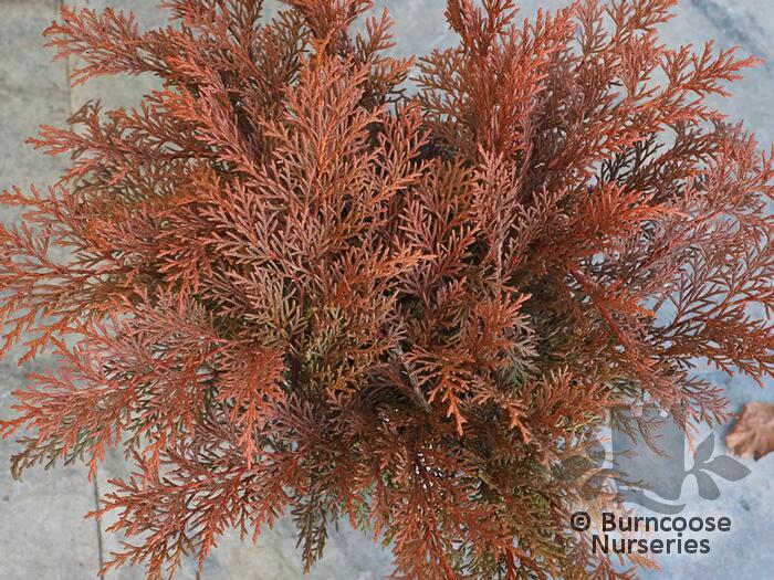 Microbiota Decussata from Burncoose Nurseries