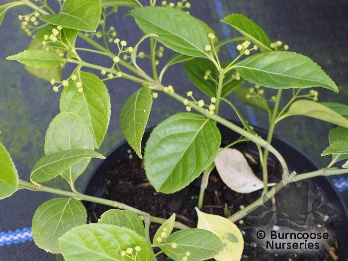 Microtropis from Burncoose Nurseries