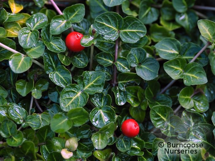 Mitchella Repens from Burncoose Nurseries